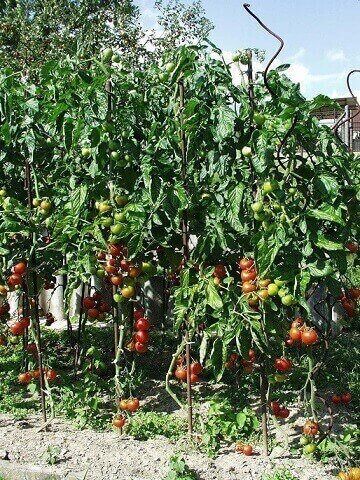 Agro Organicko minerálne hnojivo na paradajky a papriky 1kg | ValachShop.sk